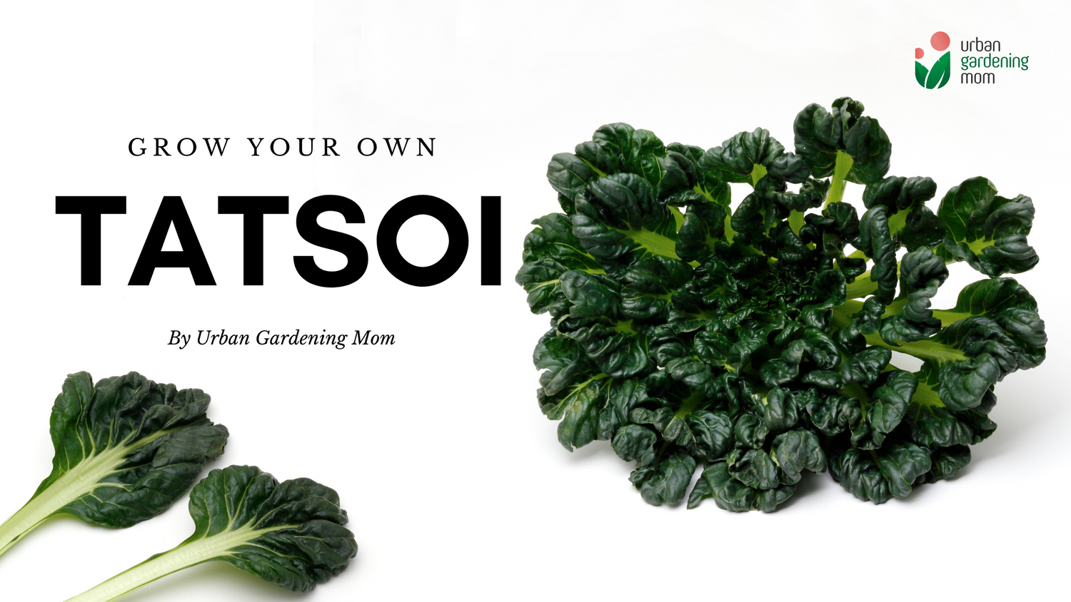 Grow Your Own Tatsoi At Home – Urban Gardening Mom