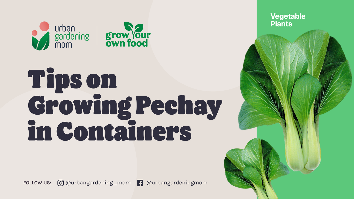 Tips on Growing Pechay in Containers – Urban Gardening Mom