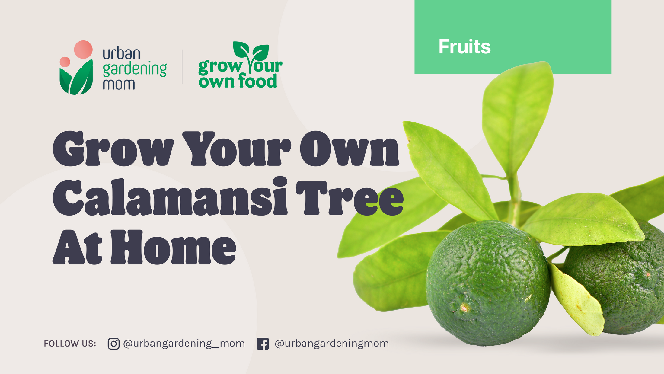 Grow your Own Calamansi Tree At Home – Urban Gardening Mom