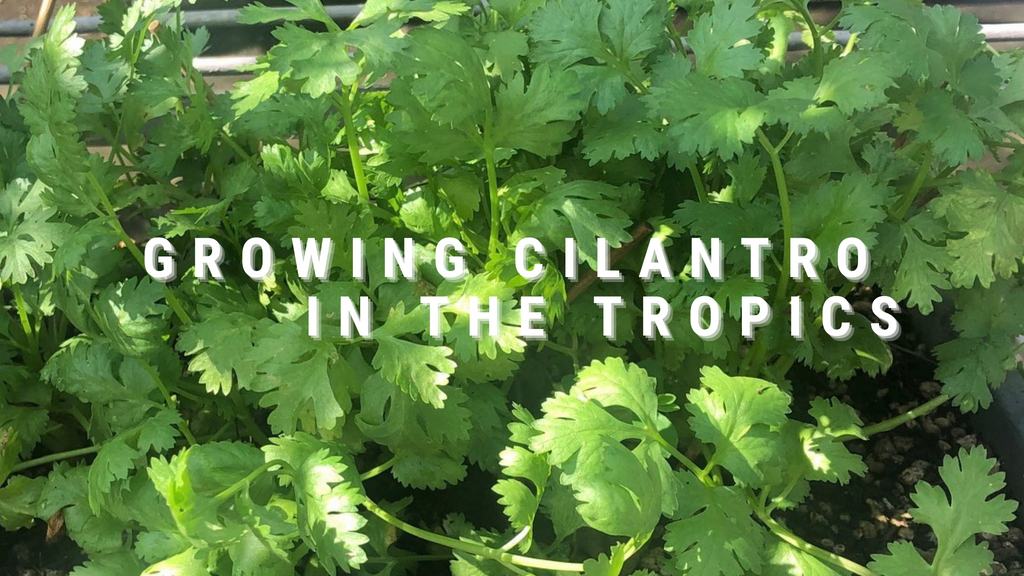 Cilantro Plant Growing