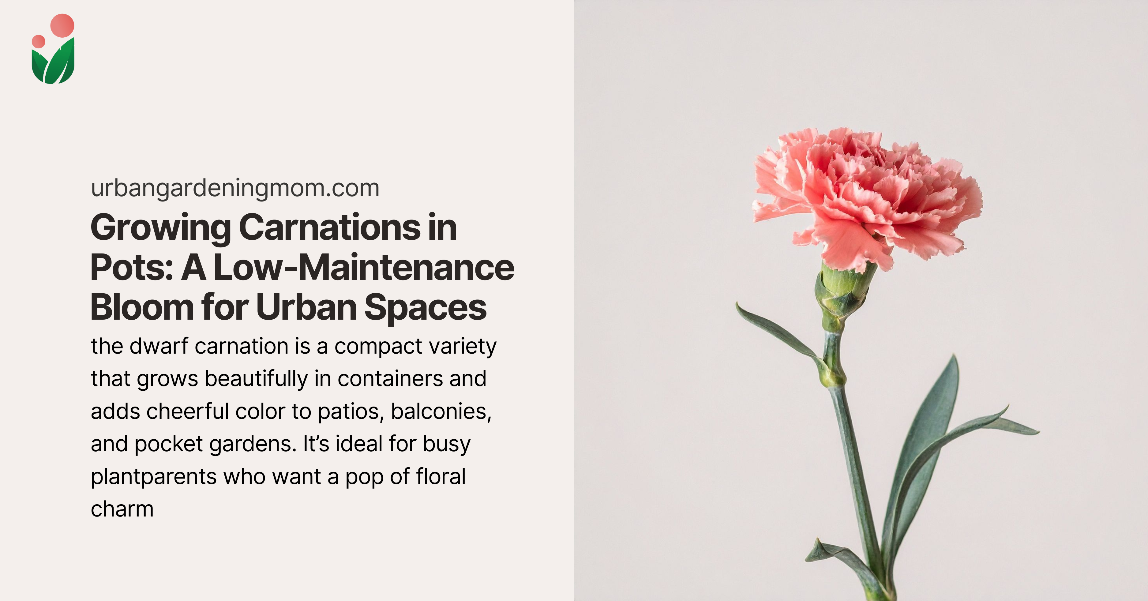 Growing Carnations in Pots: A Low-Maintenance Bloom for Urban Spaces ...