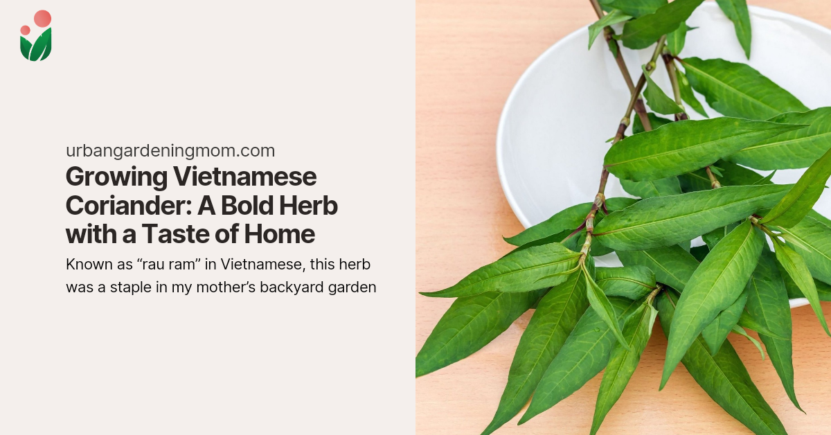 Growing Vietnamese Coriander: A Bold Herb with a Taste of Home – Urban ...