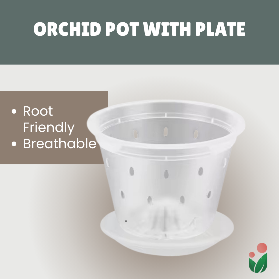 Breathable and Transparent Orchid Pot with Catch Plate – Urban ...