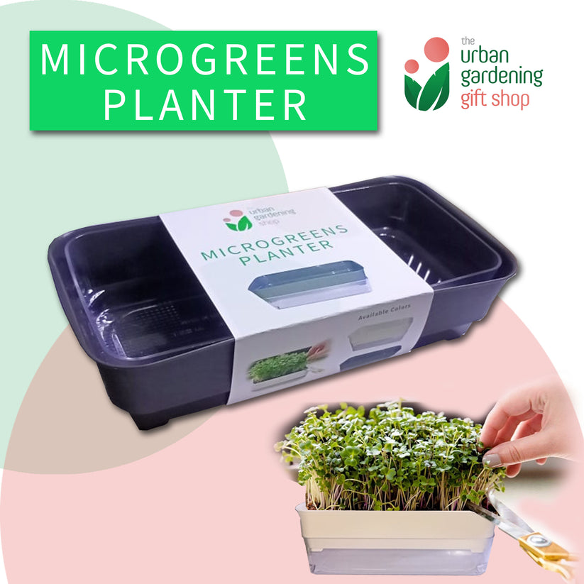 MICROGREENS PLANTER (Self Watering Planter for Growing Microgreens ...